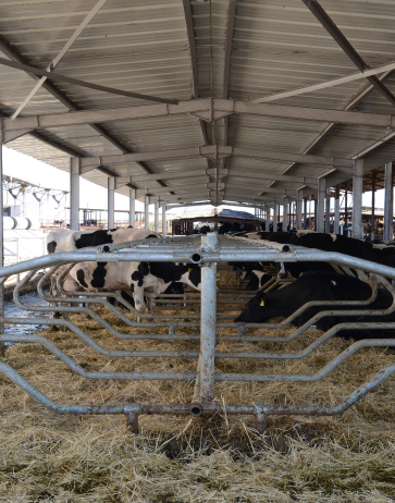 Logette vache : Bâtiment logette pour vache laitière | Paftube